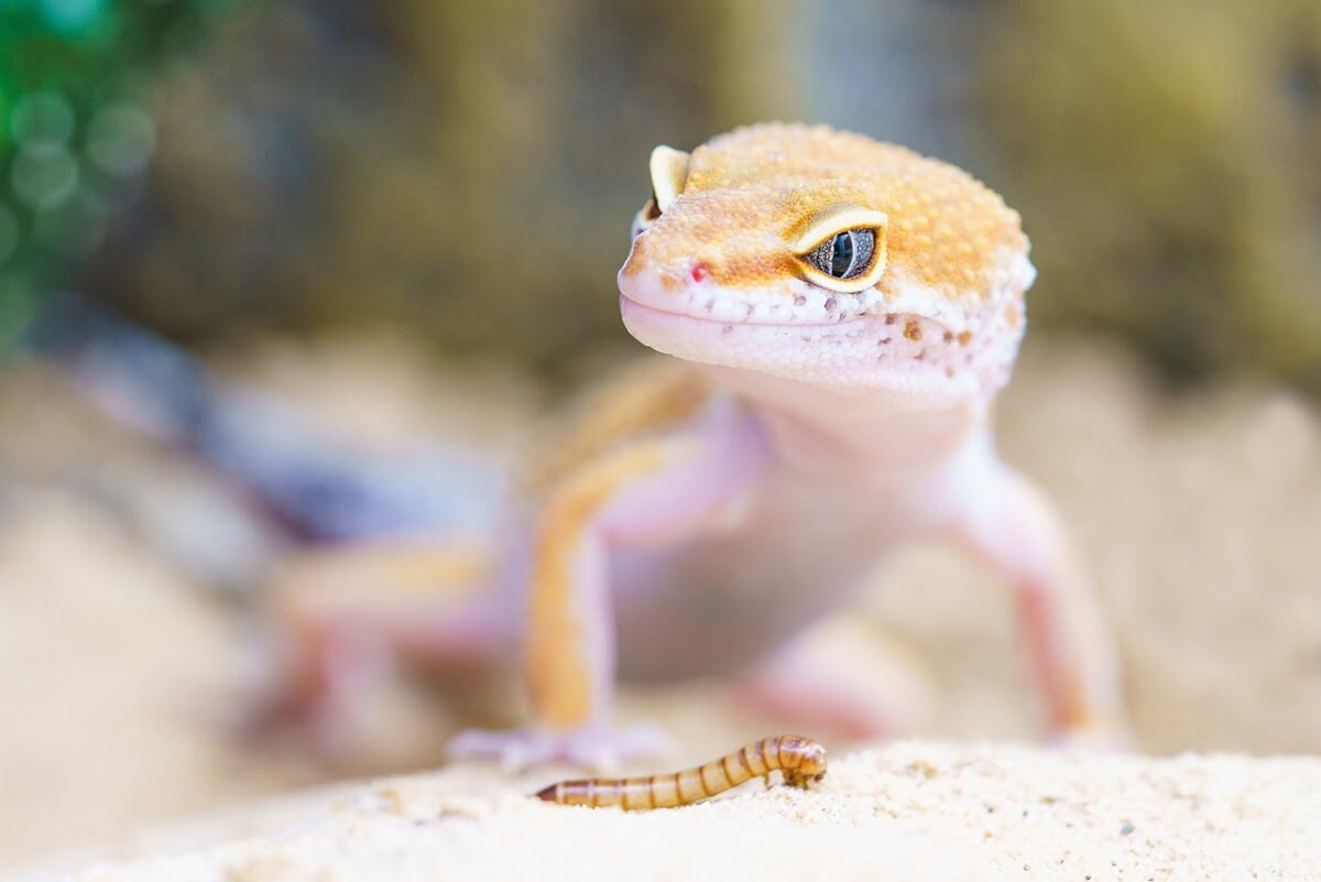 The Mysterious Gecko: Biblical Dream Interpretations Uncovered - Bible ...